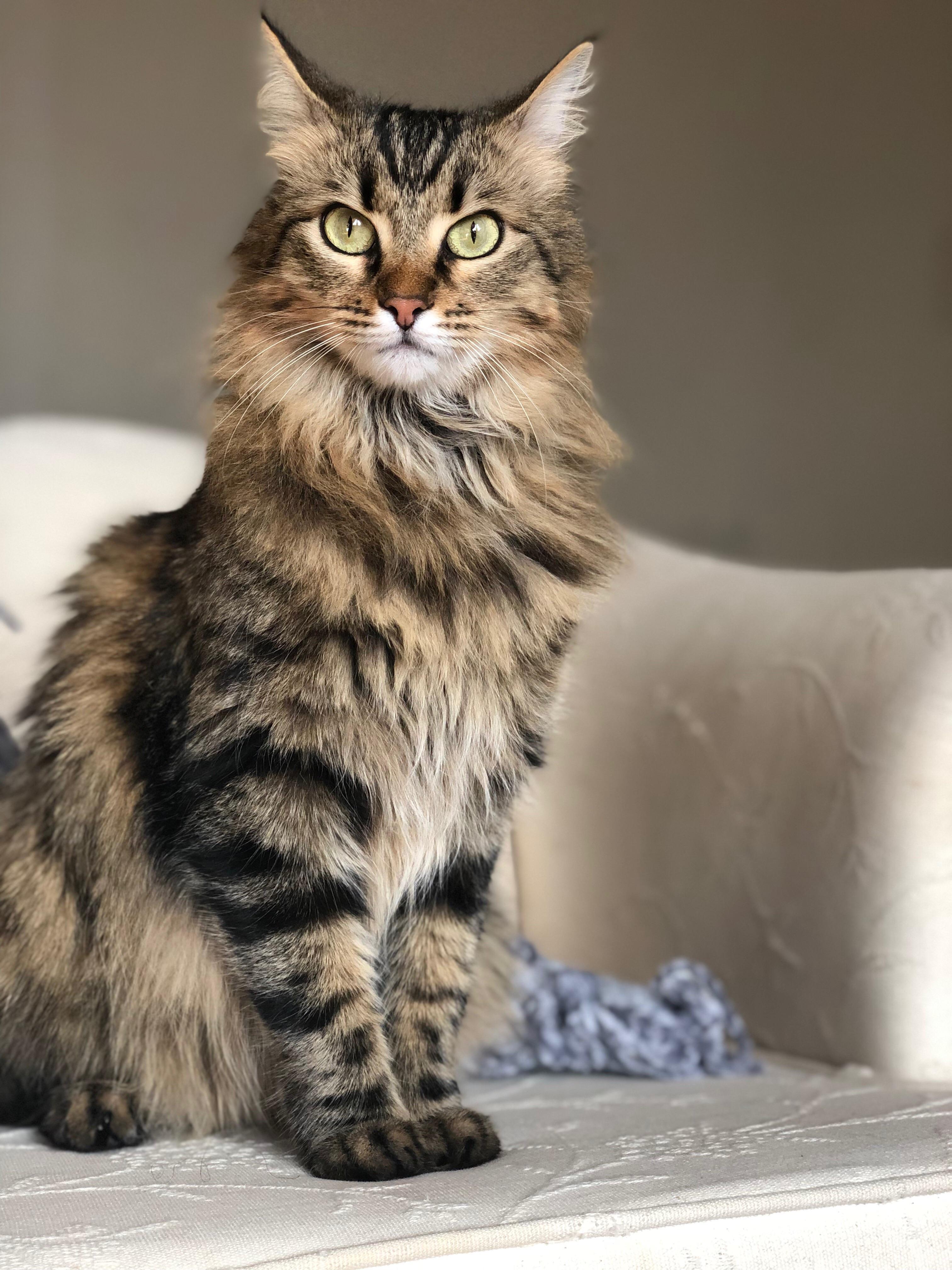 Azula looking regal | Scrolller