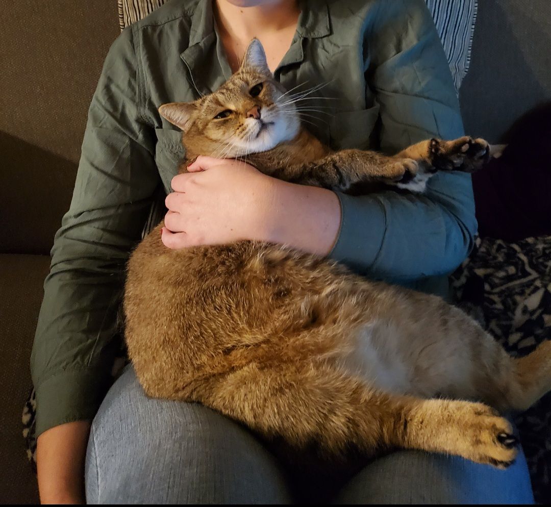 Ba donk a chonk | Scrolller