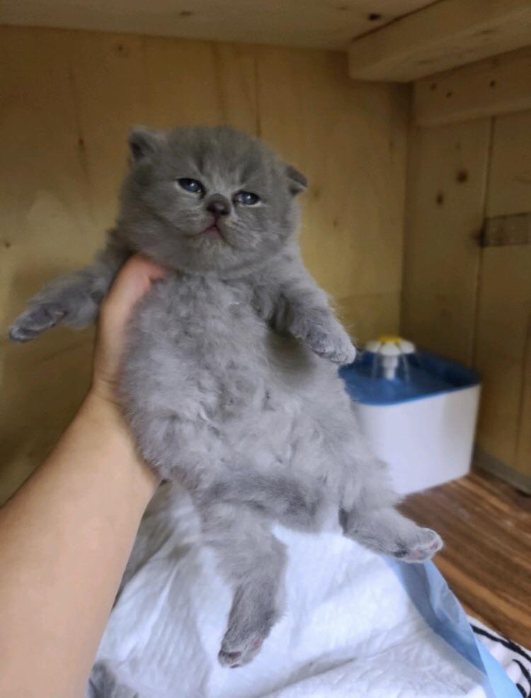 Sad baby chonk | Scrolller
