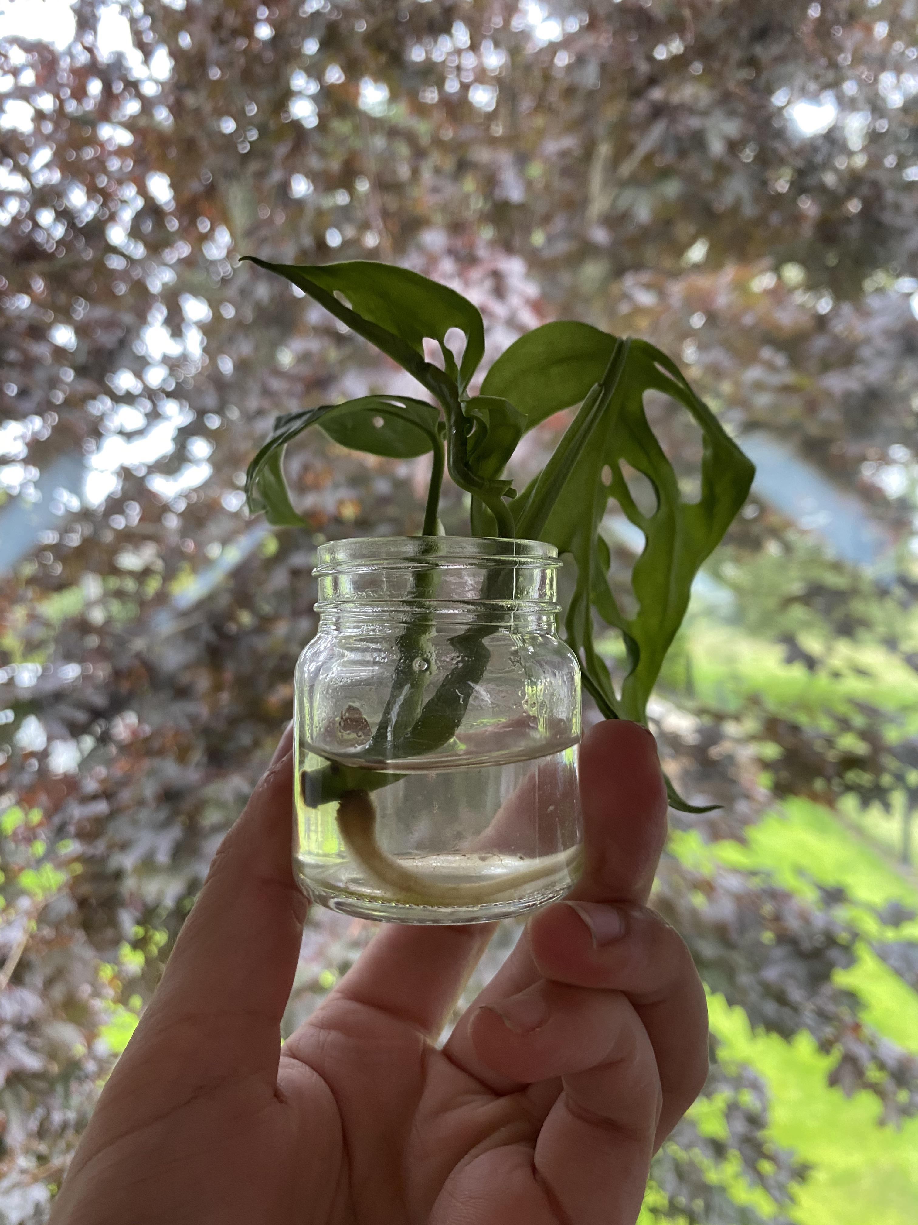 Baby Adansonii has rooted 😍 | Scrolller