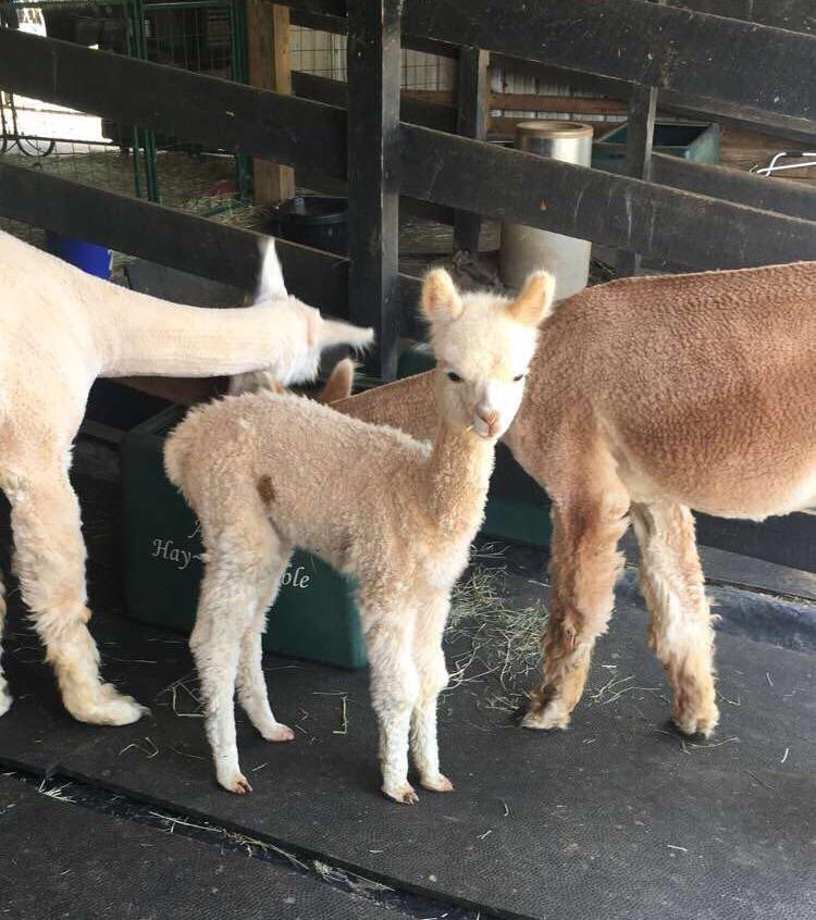 Baby alpaca from today, 3 days old | Scrolller Baby alpaca from today, 3 days old | Scrolller