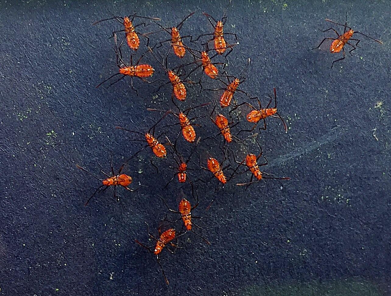 Baby Assassin Bugs on a Window | Scrolller