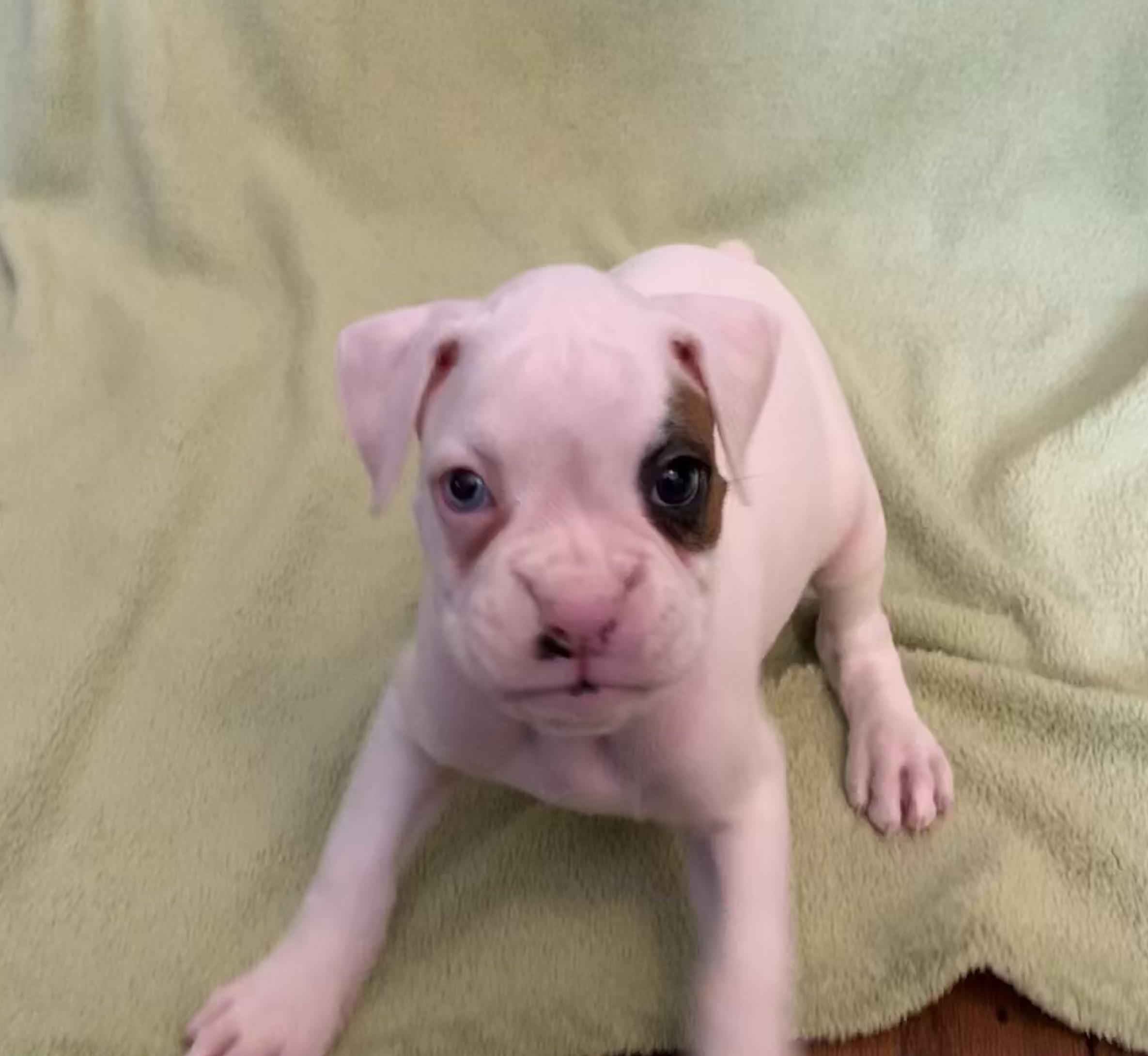 Baby boy. Six weeks old | Scrolller