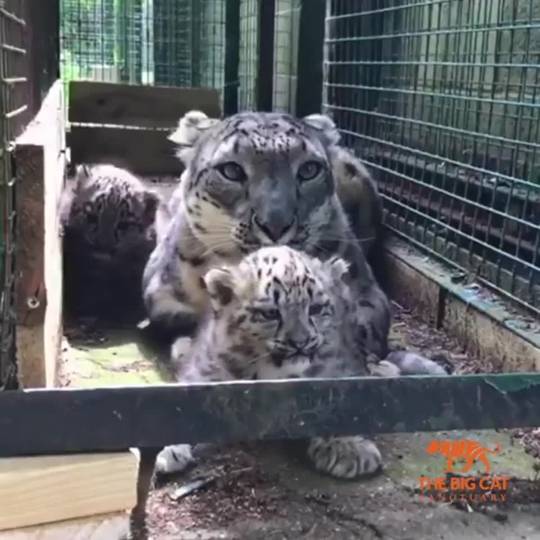 Baby Chonkers (Snow Leopards) with source in comments | Scrolller