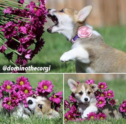 Baby Corgi attacks beautiful flowers | Scrolller