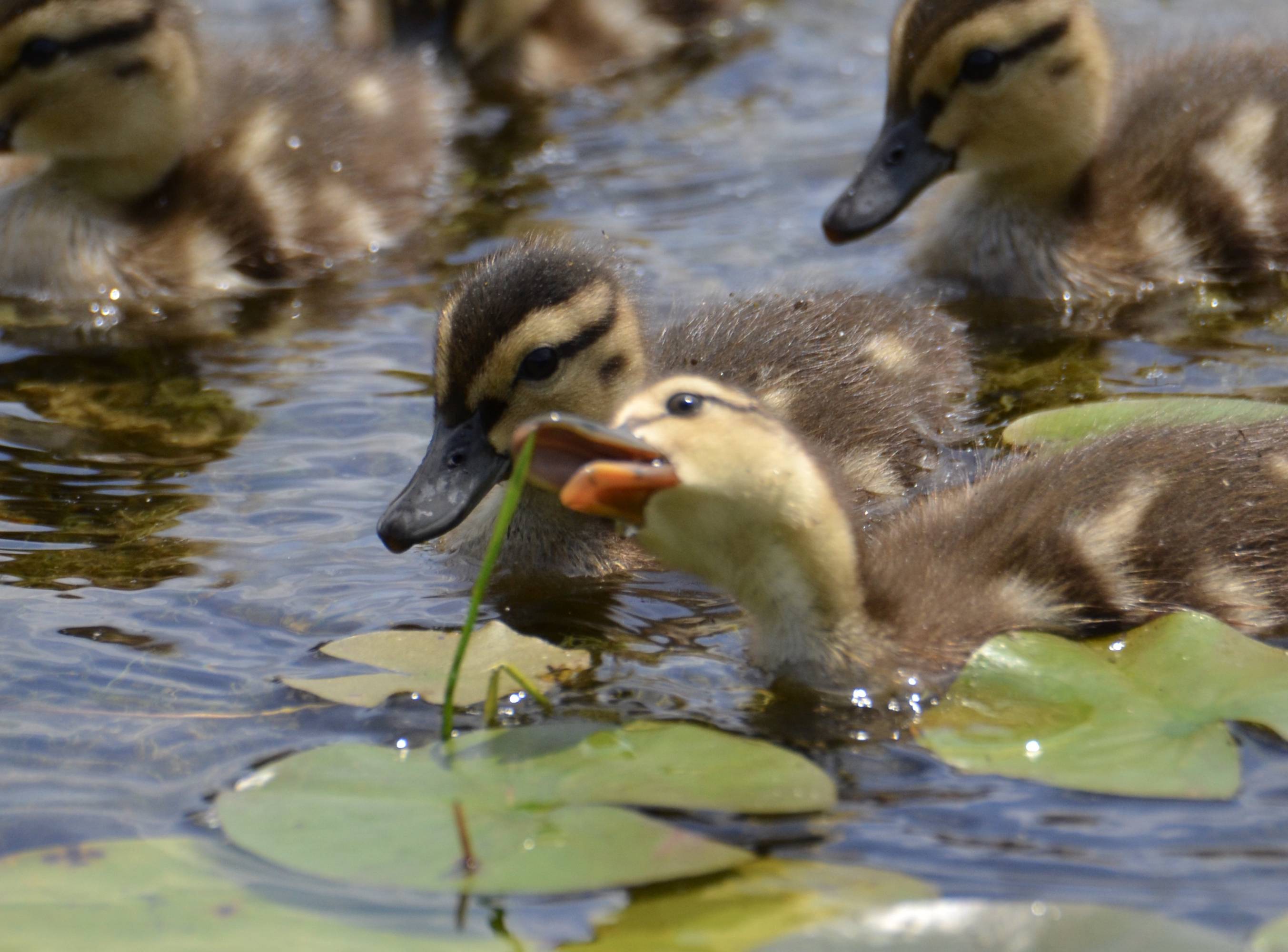 baby duck CHOMP | Scrolller