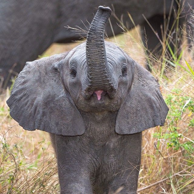Baby elephant hello! | Scrolller