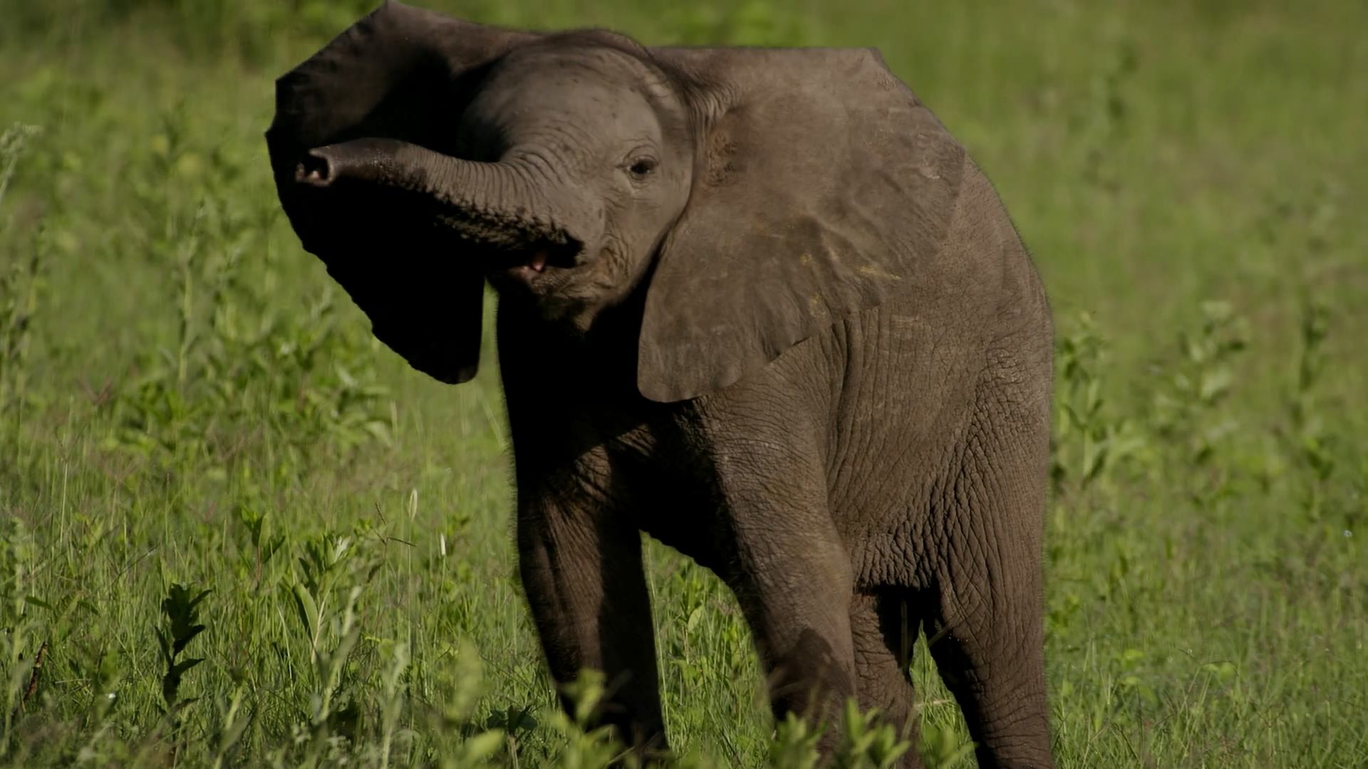 baby elephants are always cute