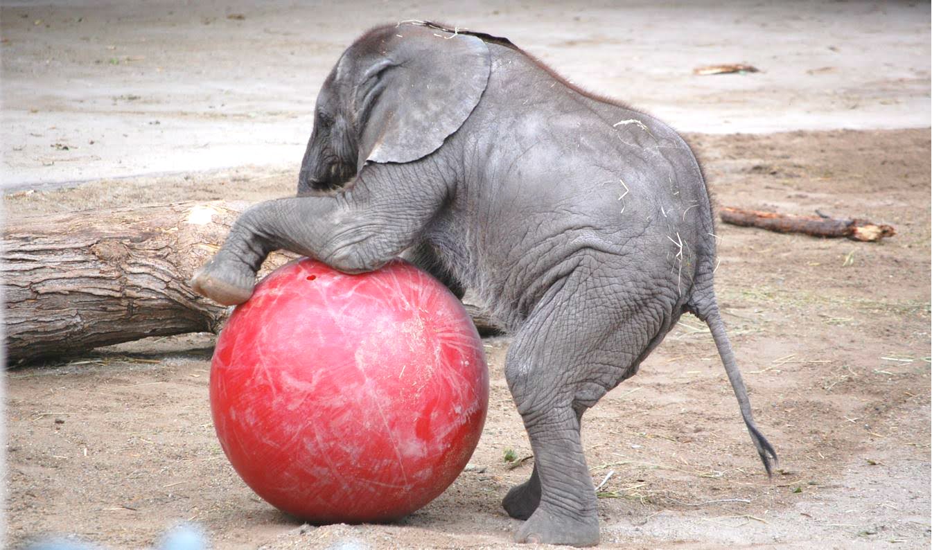 baby elephants | Scrolller