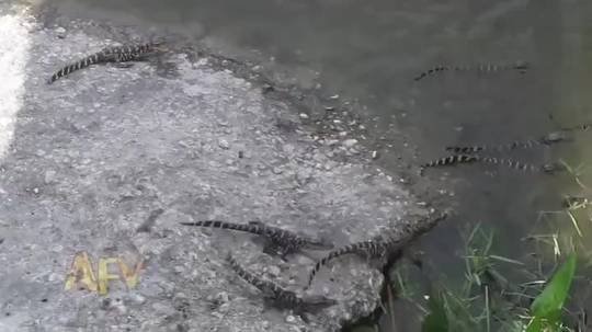 Baby gators | Scrolller