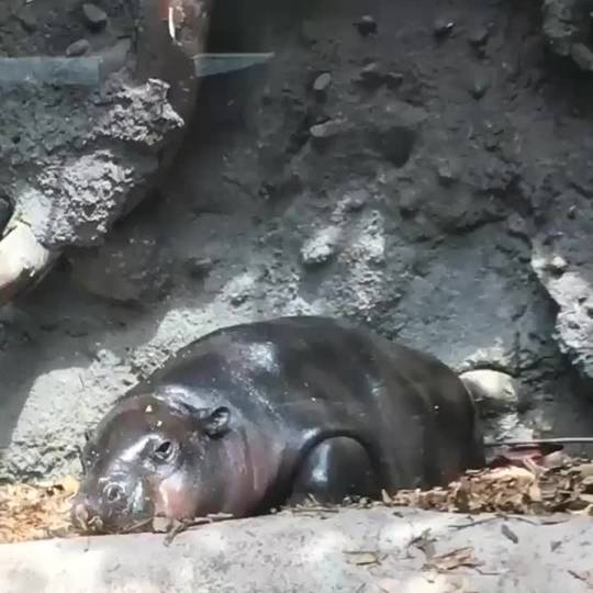 Baby hippo resting | Scrolller