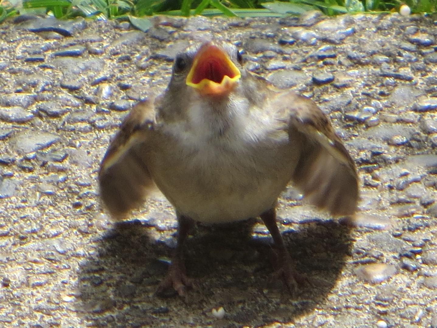 Baby House Sparrow: a borb in the making! | Scrolller