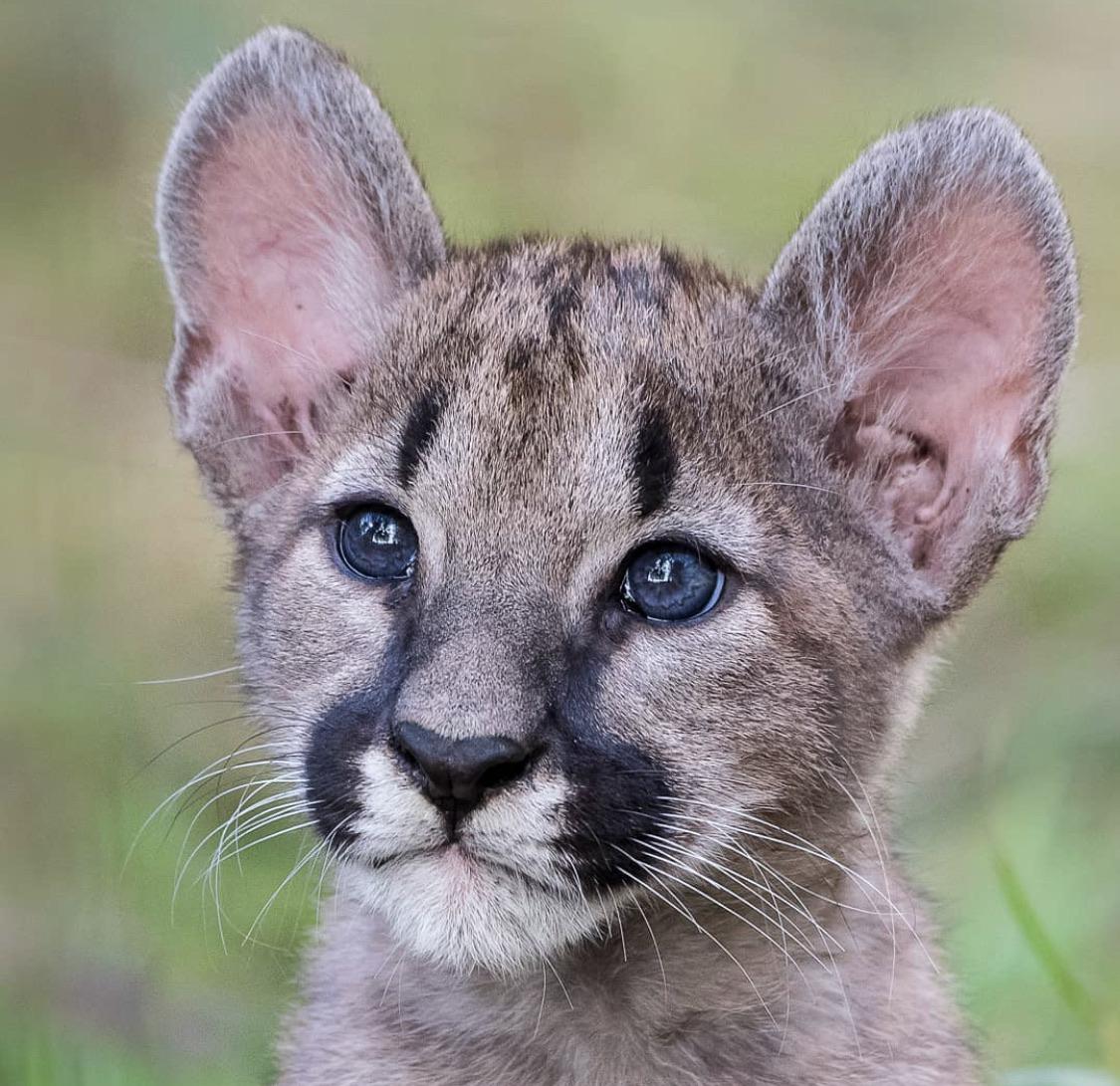 Baby Mountain Lion | Scrolller