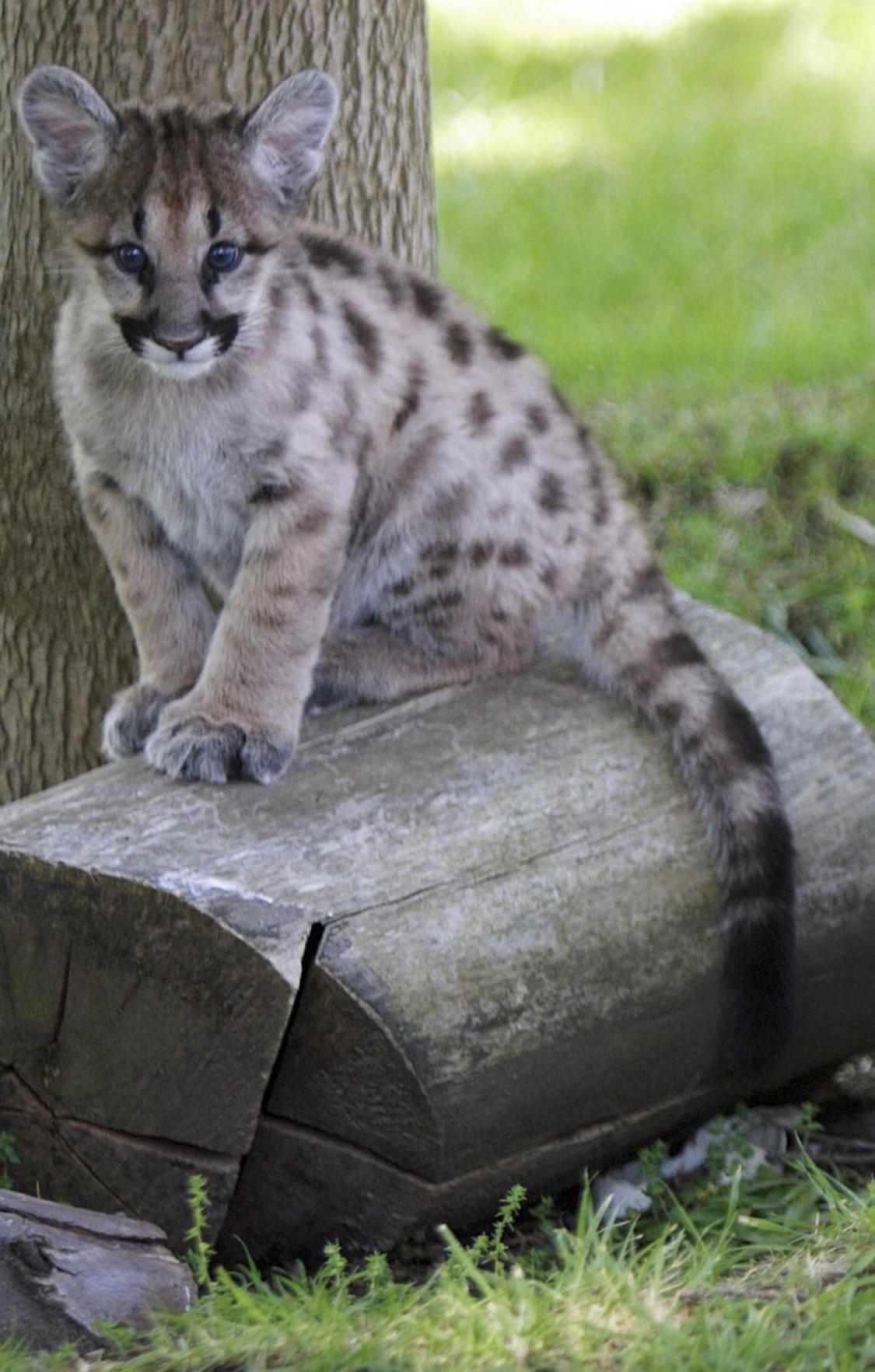 Baby Mountain Lion | Scrolller