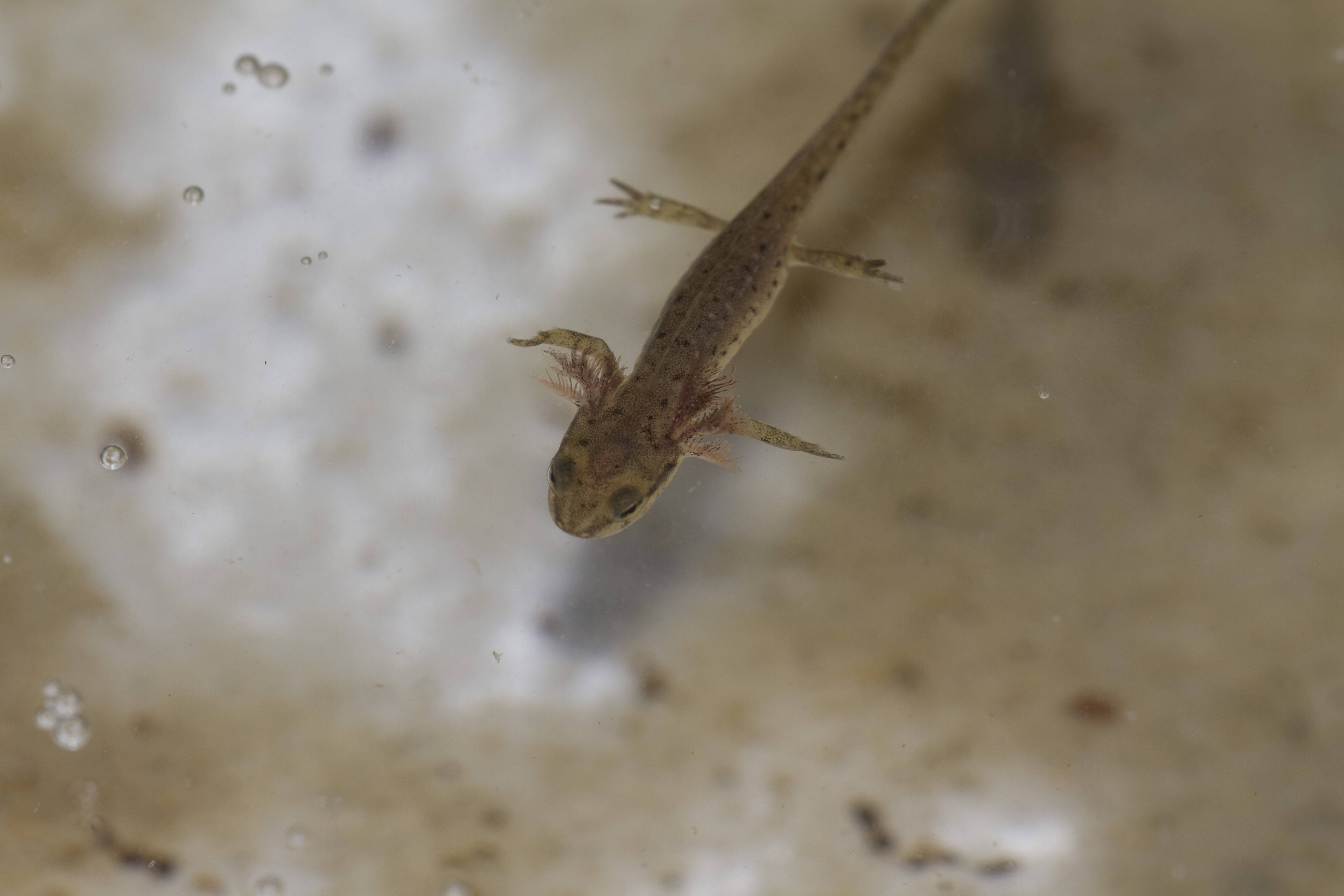 Baby Newt | Scrolller