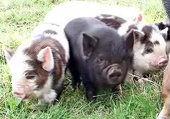 Baby pigs | Scrolller