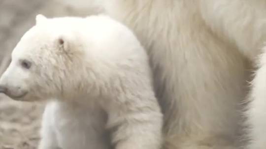 Baby Polar Bear's First Day in Dig Yard | Scrolller