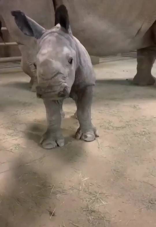Baby Rhino Lovin' the Brushie | Scrolller