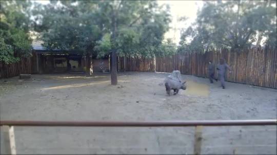 Baby rhino tag. | Scrolller