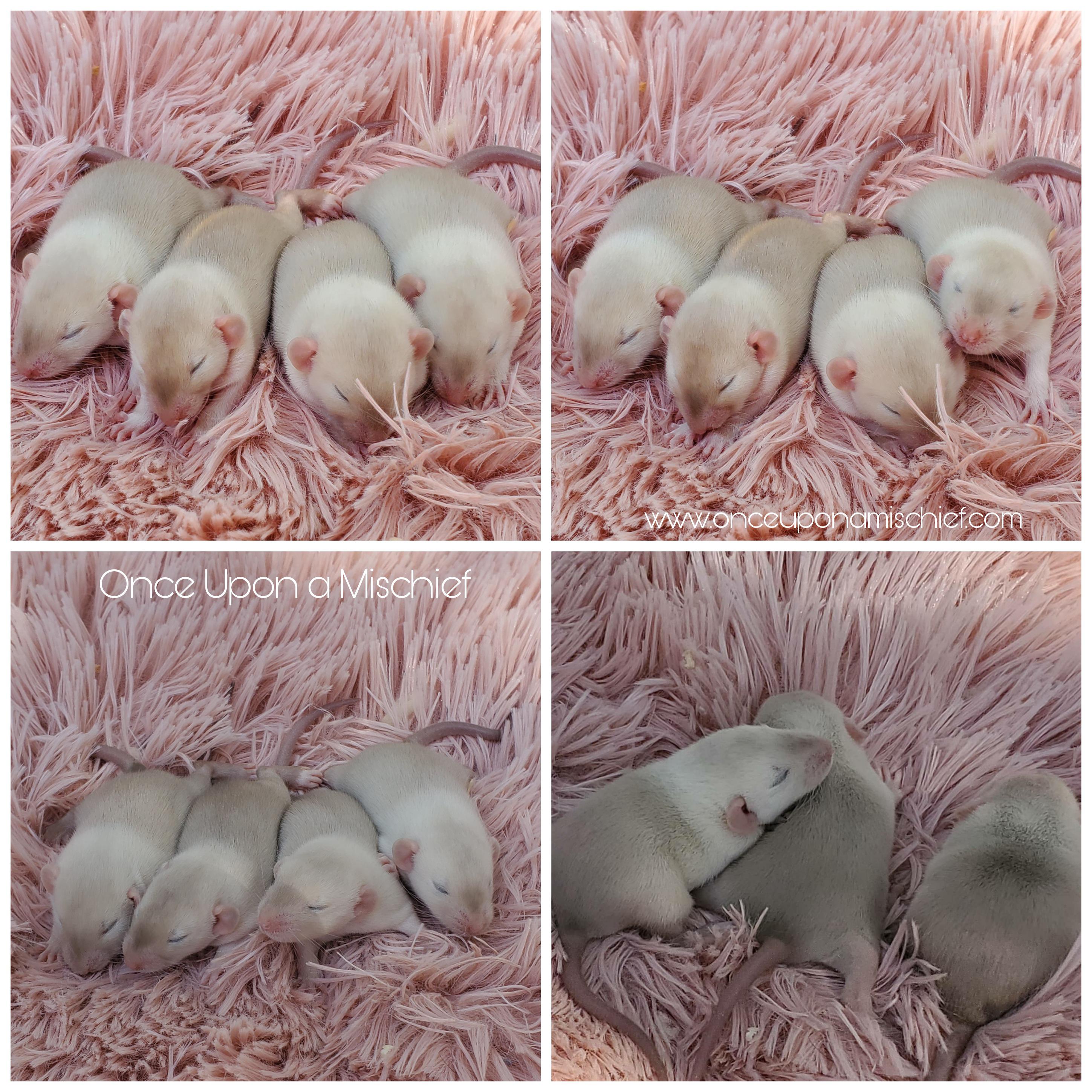 Baby Siamese 😍 | Scrolller