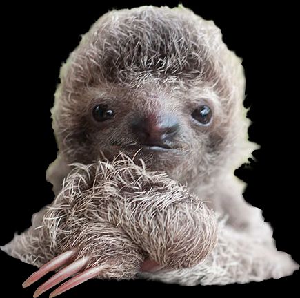baby sloth | Scrolller