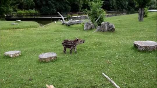 Baby tapir zooooming | Scrolller Baby tapir zooooming | Scrolller
