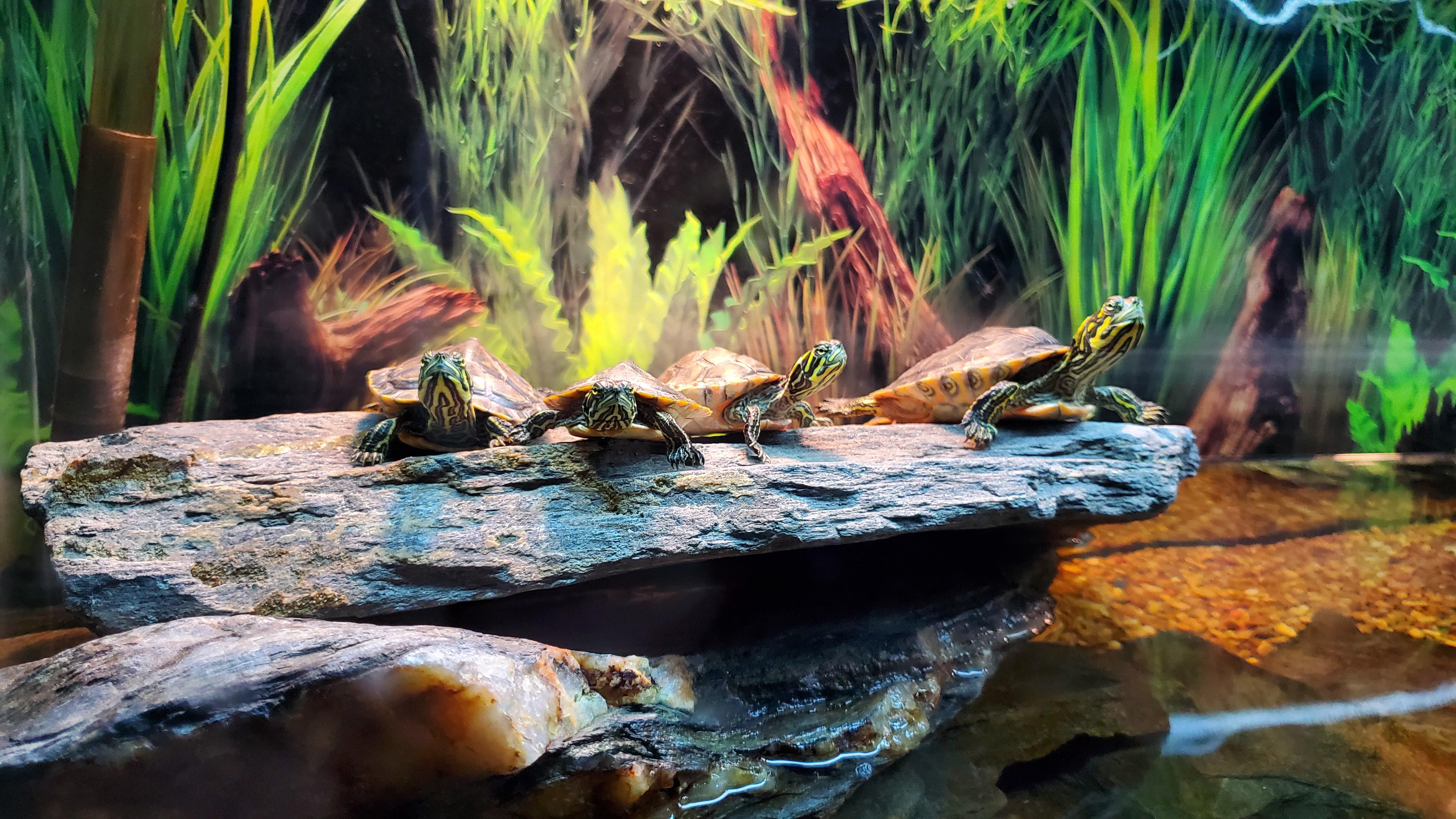 Baby turtles | Scrolller