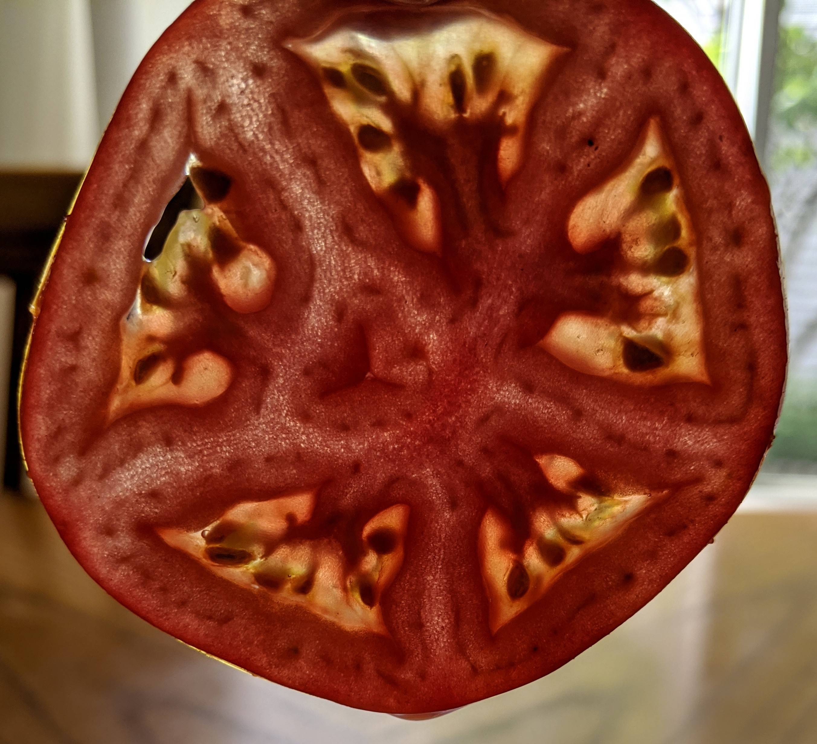 Backlit cross section of a garden variety tomato [2705 x 2464]. | Scrolller