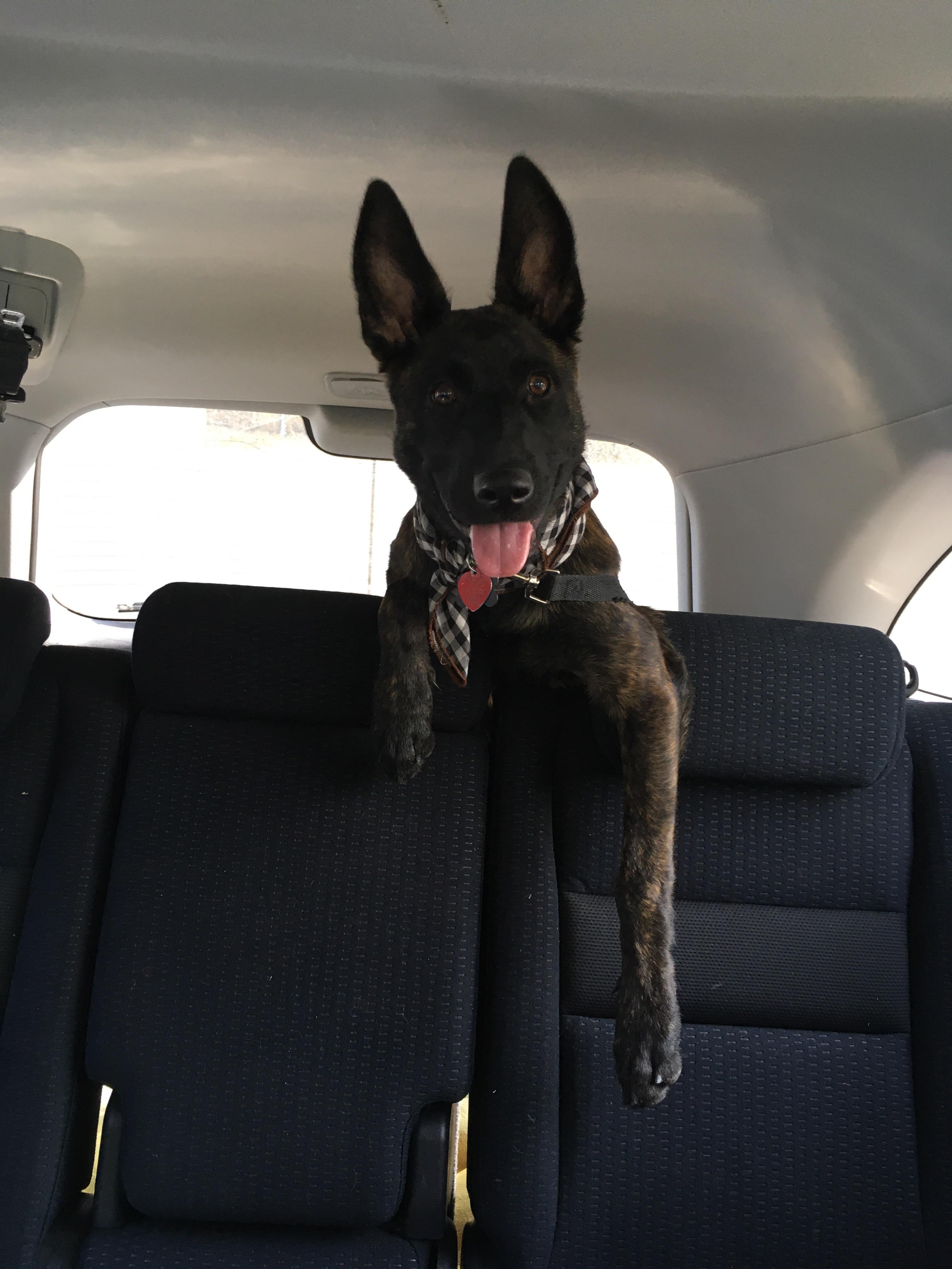 Backseat driver | Scrolller