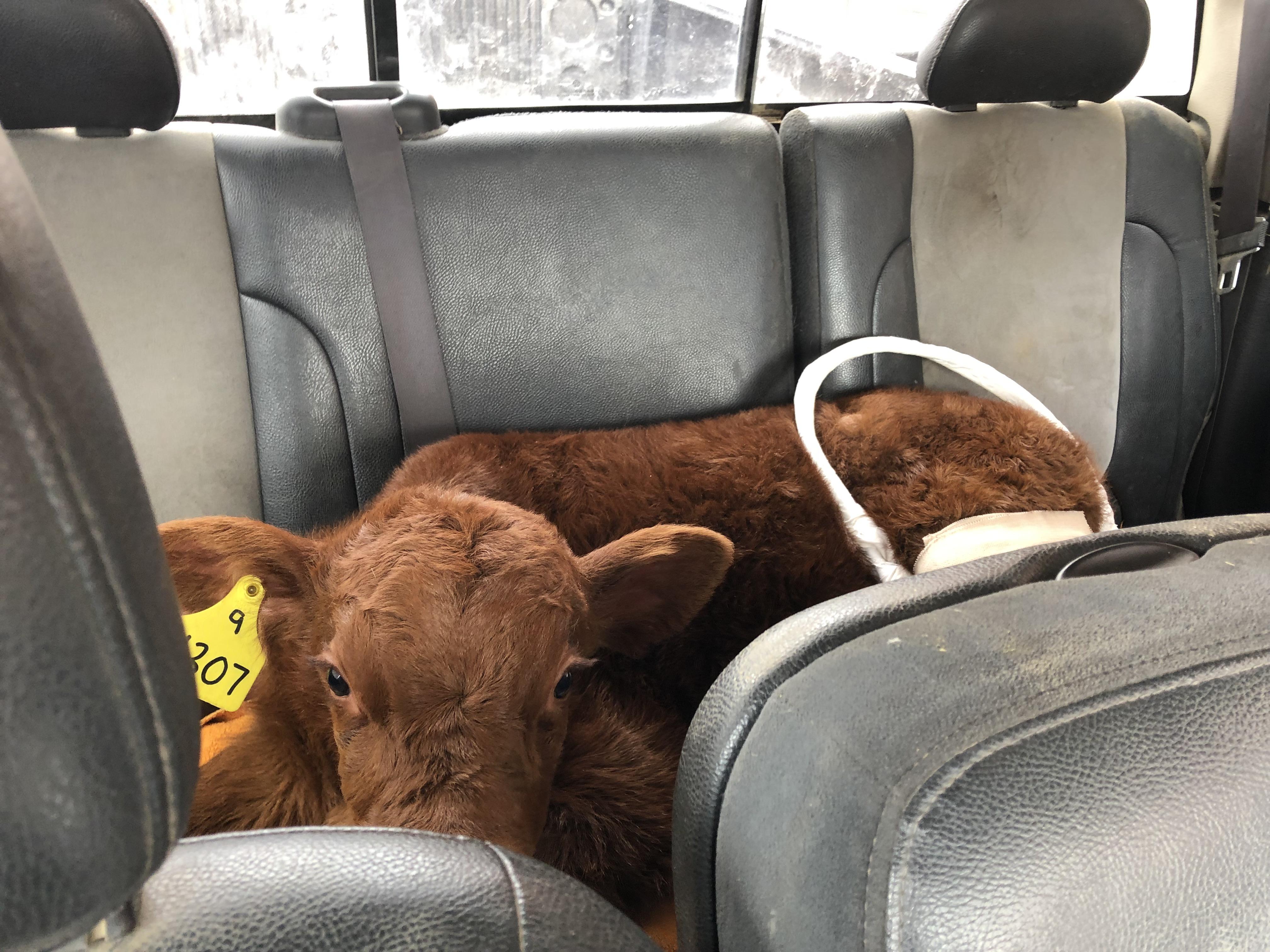 Backseat driver | Scrolller