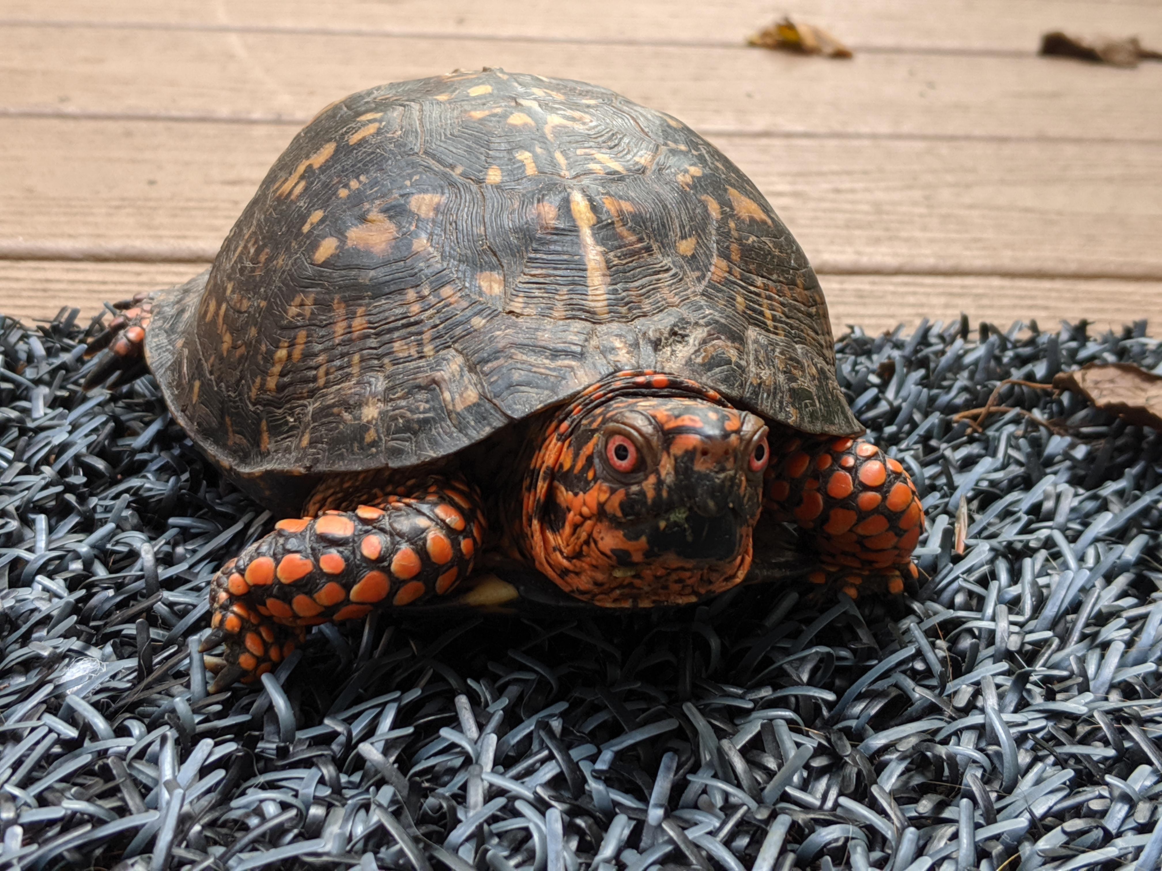 Backyard visitor | Scrolller