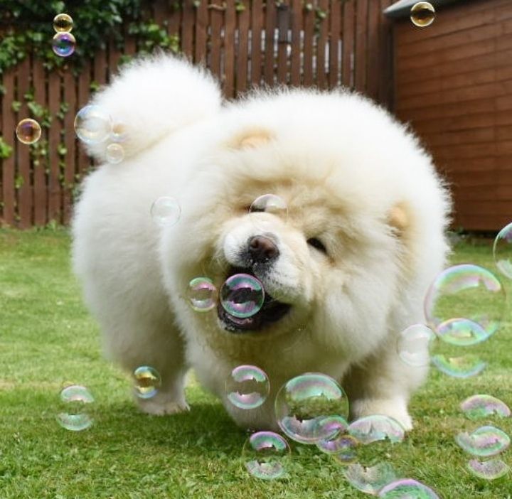 Bacon Bubbles😂🤗 | Scrolller