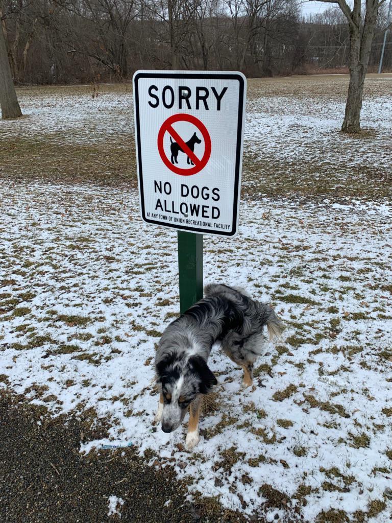 Bad doggo. | Scrolller