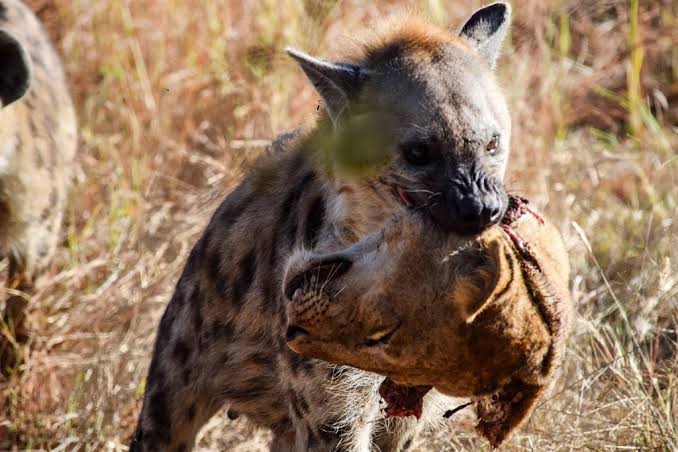 Bad Kitty....Hyena with its trophy. | Scrolller