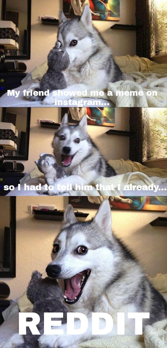 Bad puns are the only good ones | Scrolller