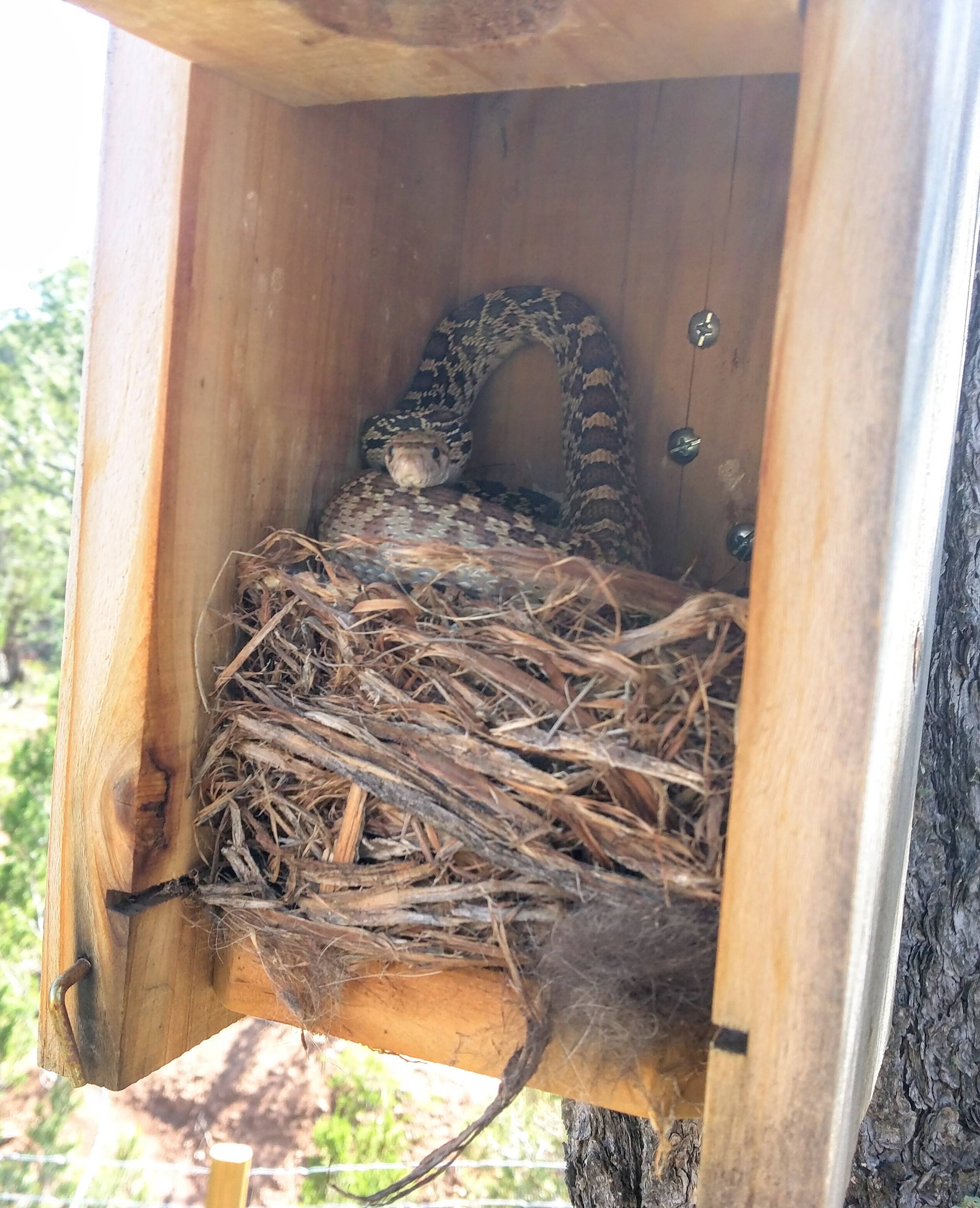 Bad Snake - Cedar Crest | Scrolller