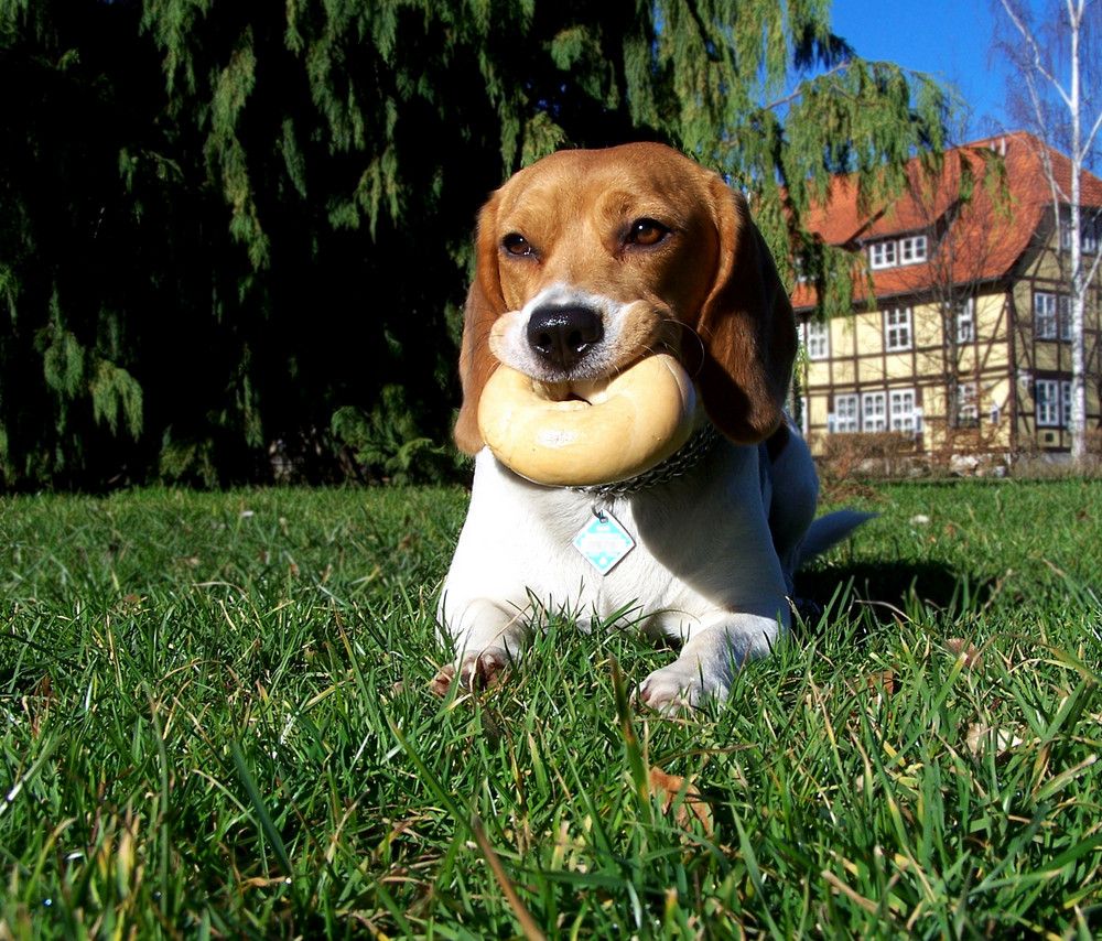 Bagle in a beagle | Scrolller