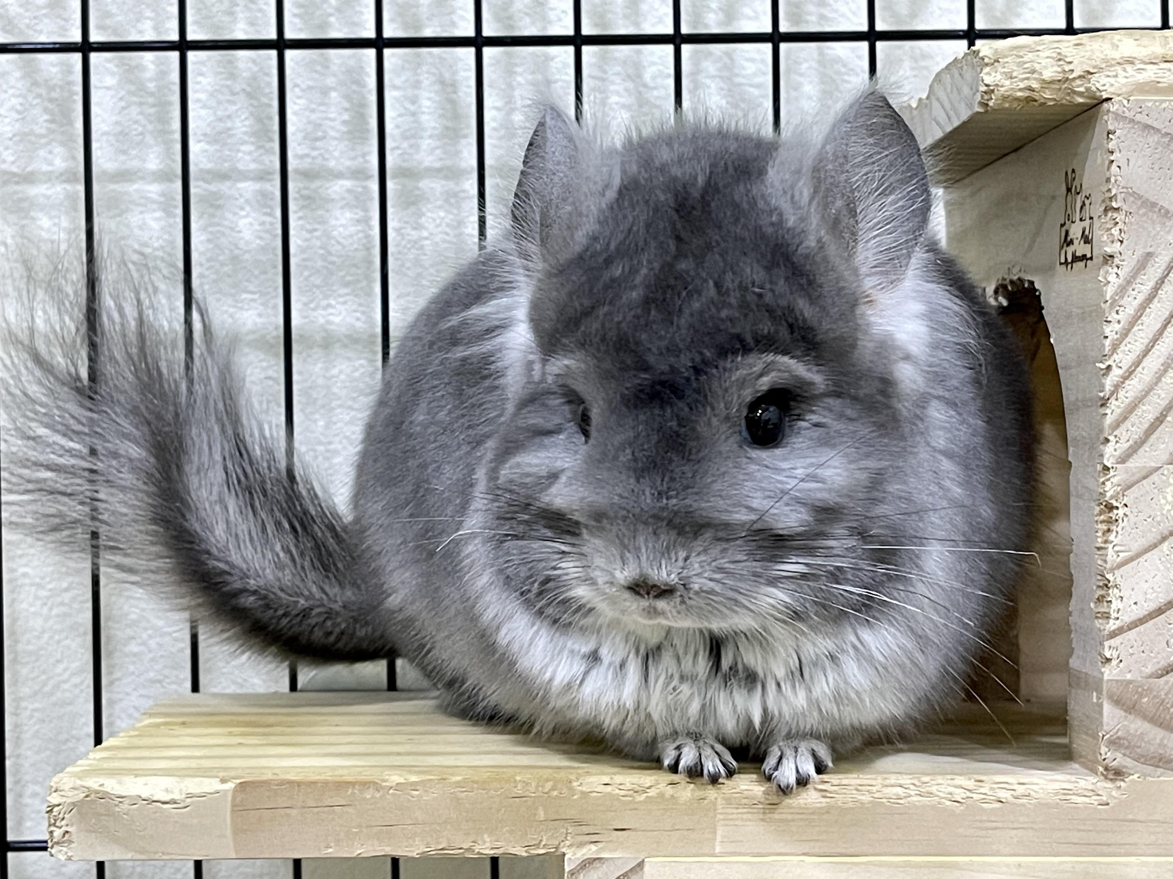 Baguette Mean Muggin! | Scrolller