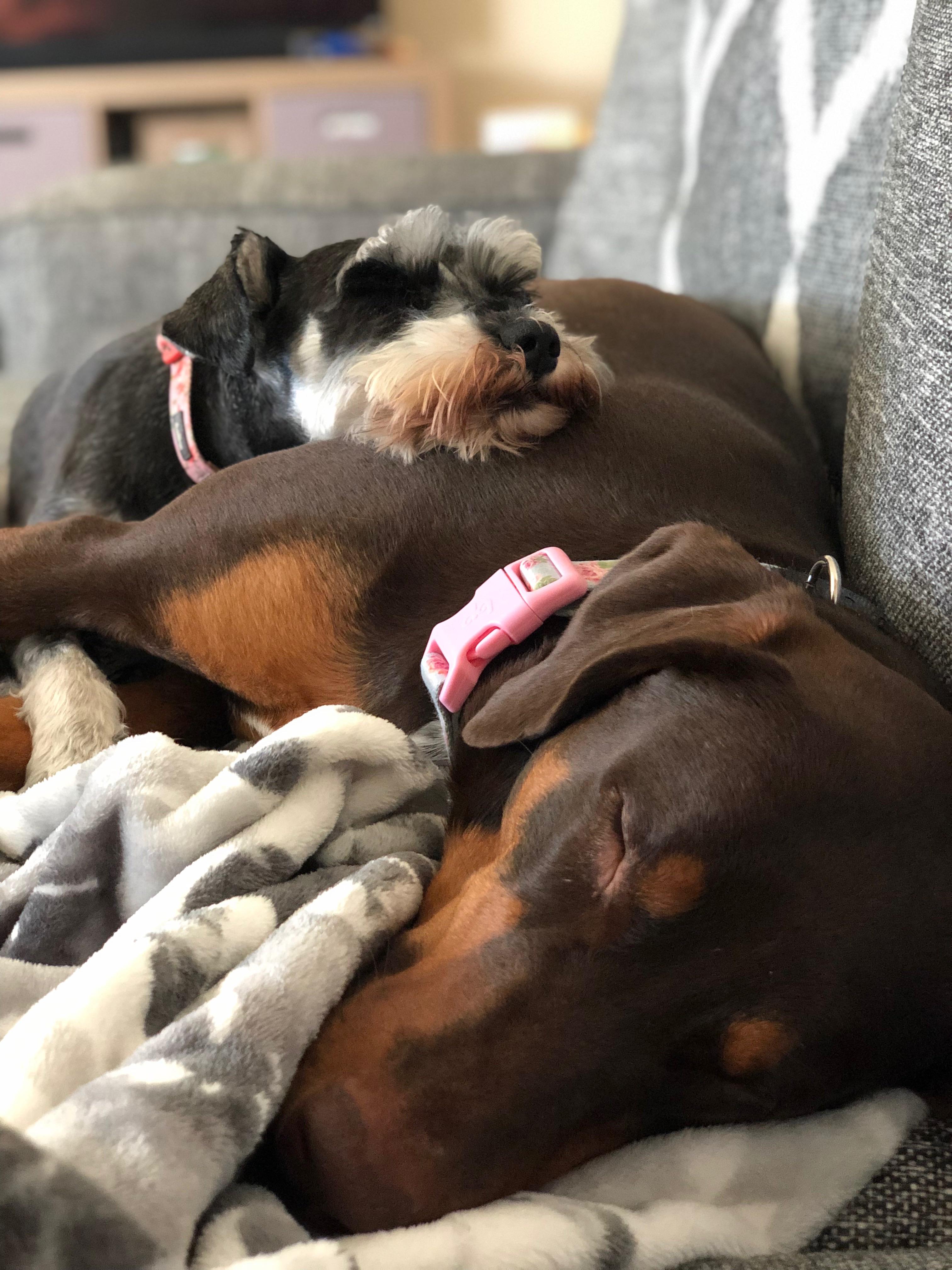 Bailey and her best friend love napping together | Scrolller