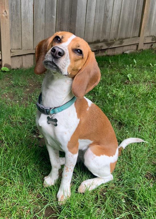 Bailey doing her "Good Girl" pose. | Scrolller