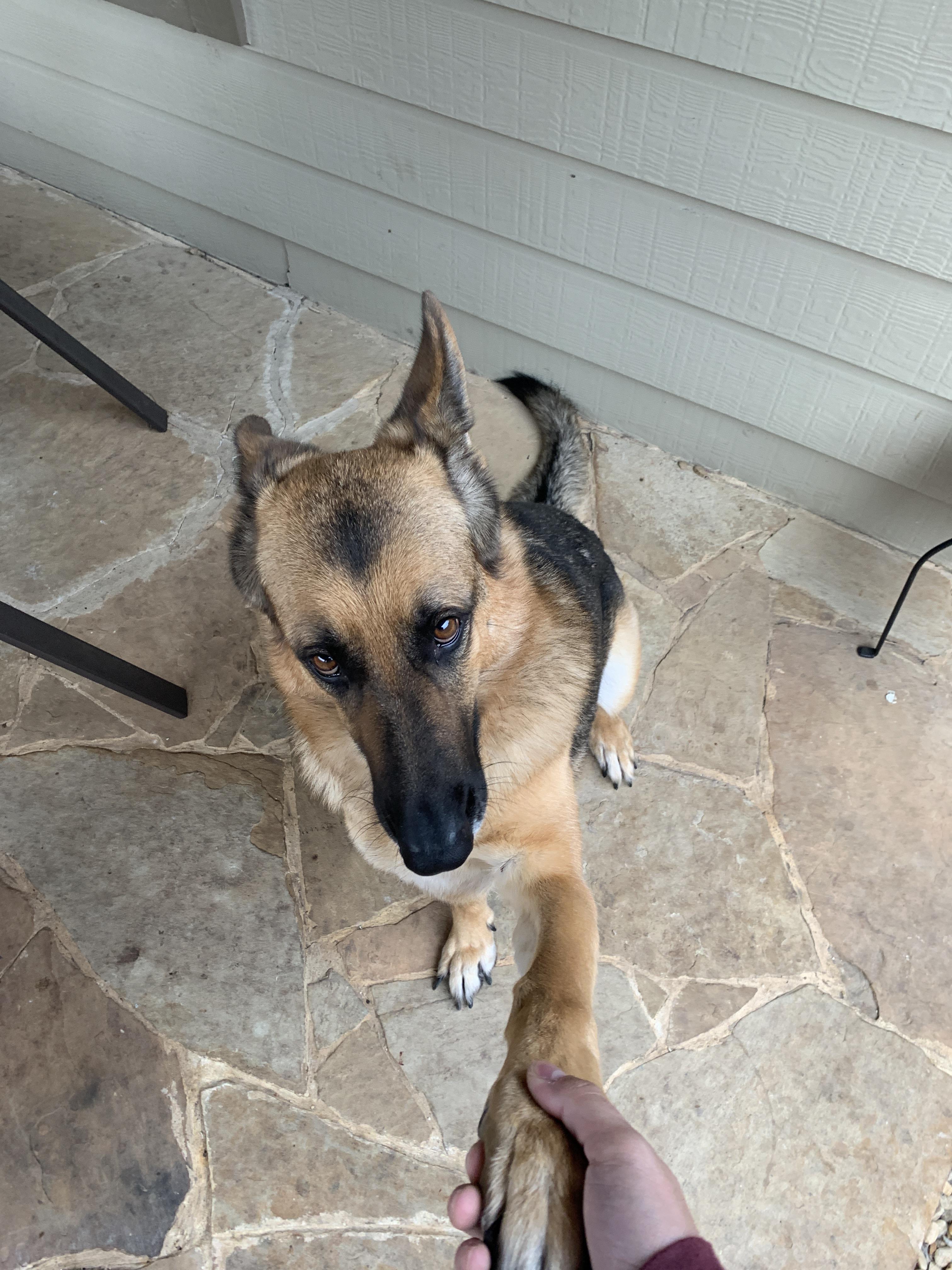 Bailey likes to hold hands | Scrolller