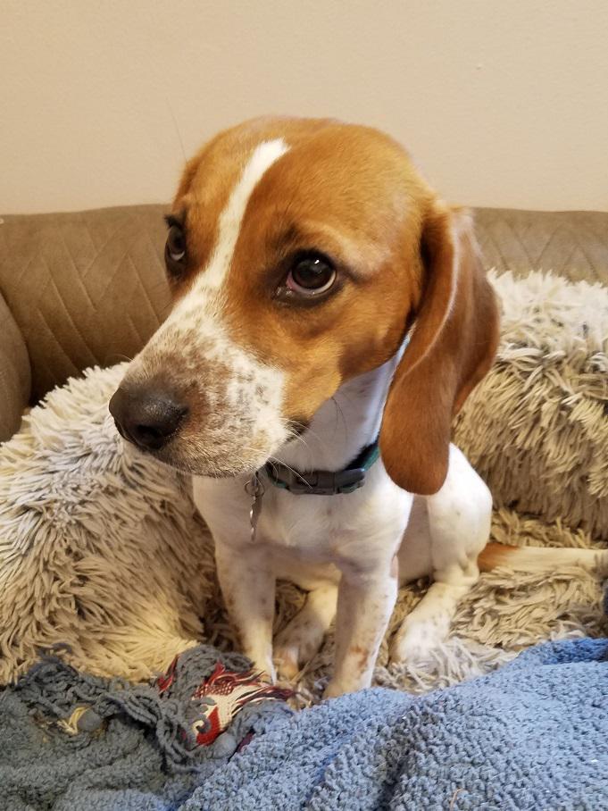 Bailey turns 1 year old today. May the Fourth be with you Bailey! | Scrolller