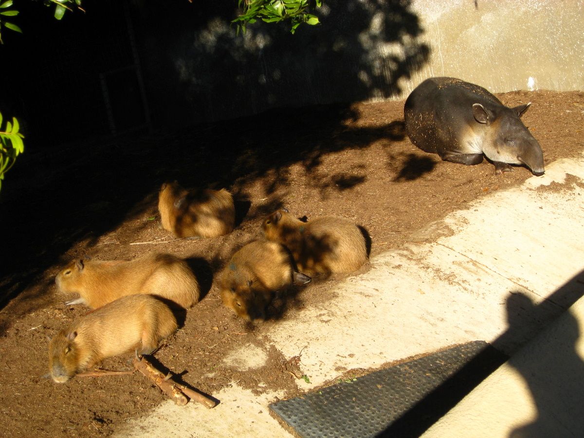 Baird's tapir with capybara friends | Scrolller