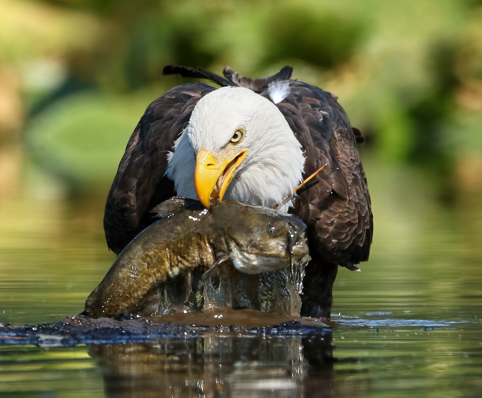 Bald eagle | Scrolller