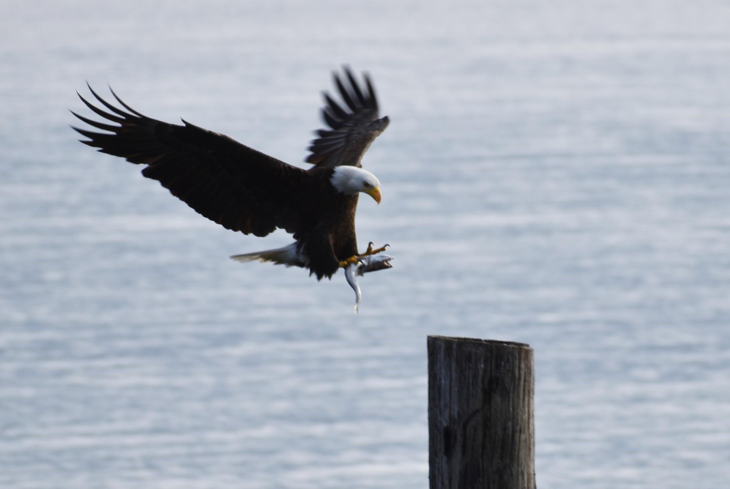 Bald eagle with his fresh catch. | Scrolller
