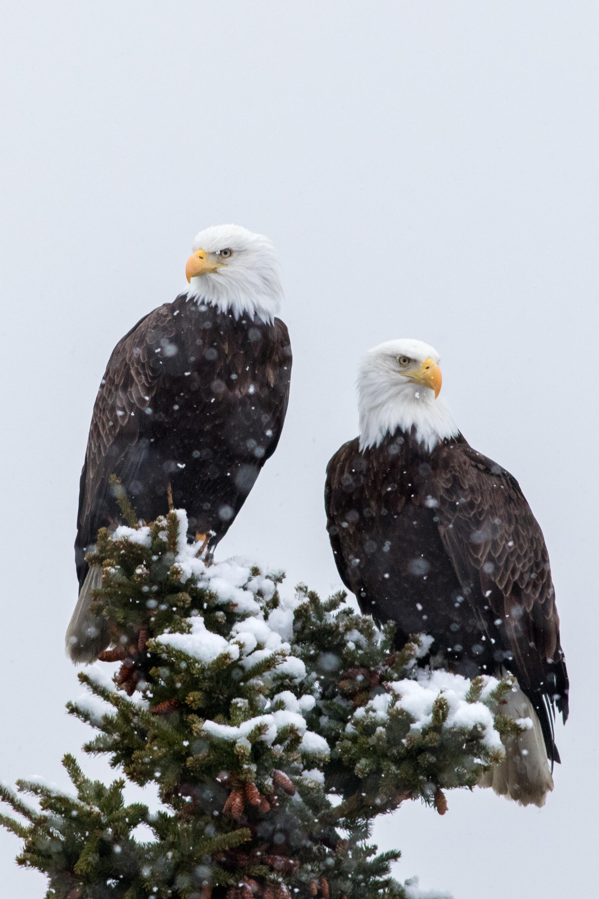 bald eagles during spring snowfall (anchorage, ak) (OC) | Scrolller