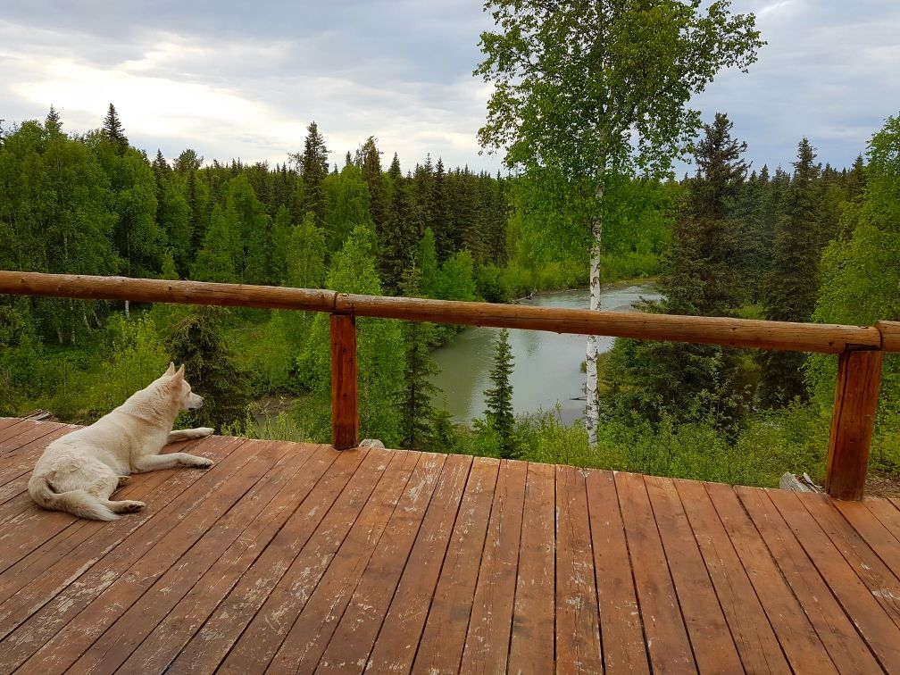 Balto on a summer evening surveying his back yard in Willow Alaska | Scrolller