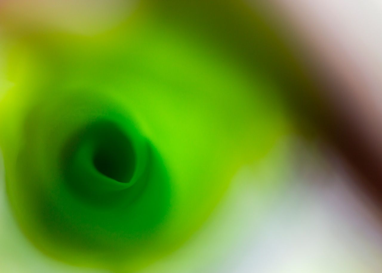 Banana Leaf | Scrolller