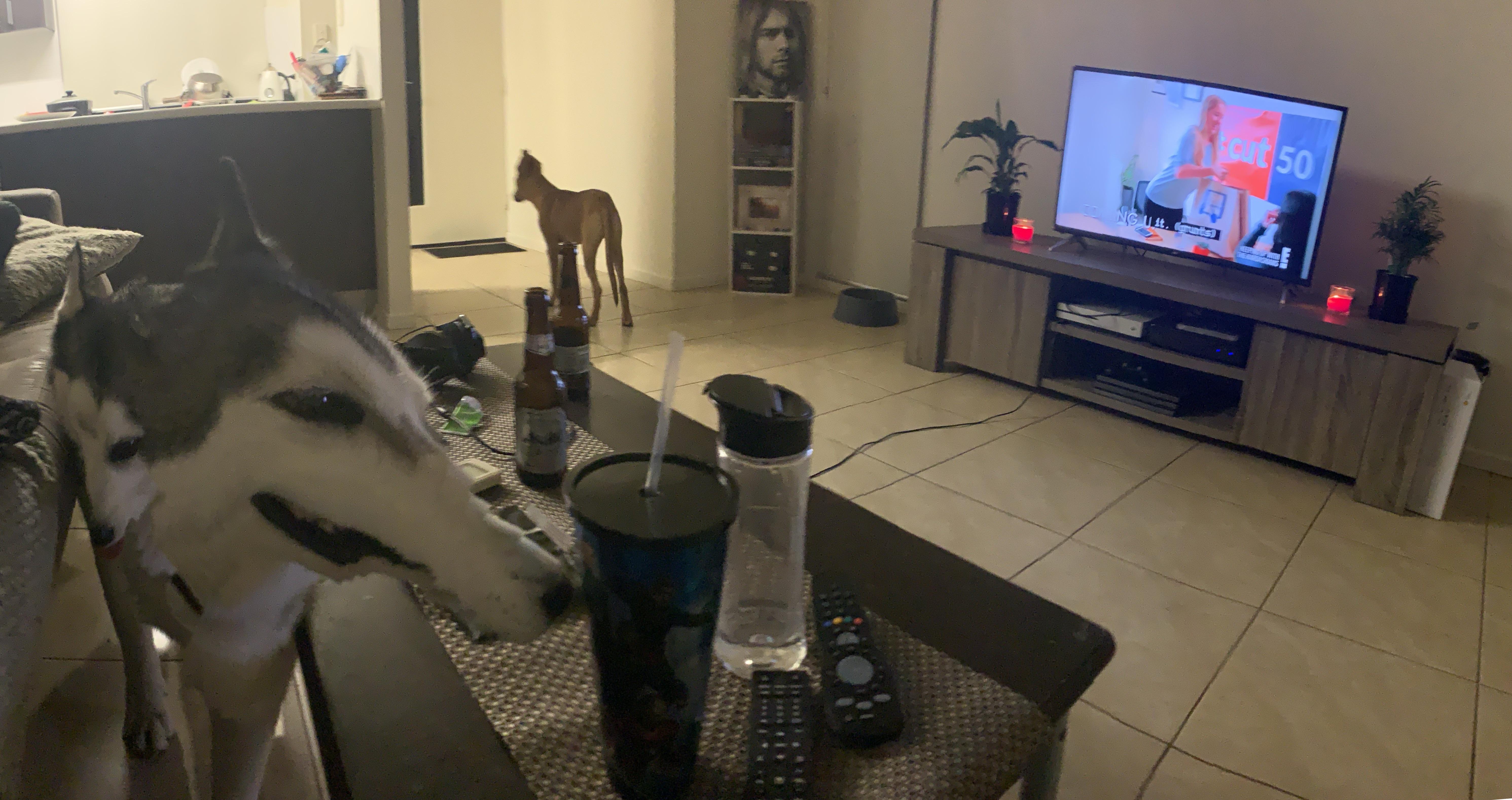 Bandicoot boi | Scrolller