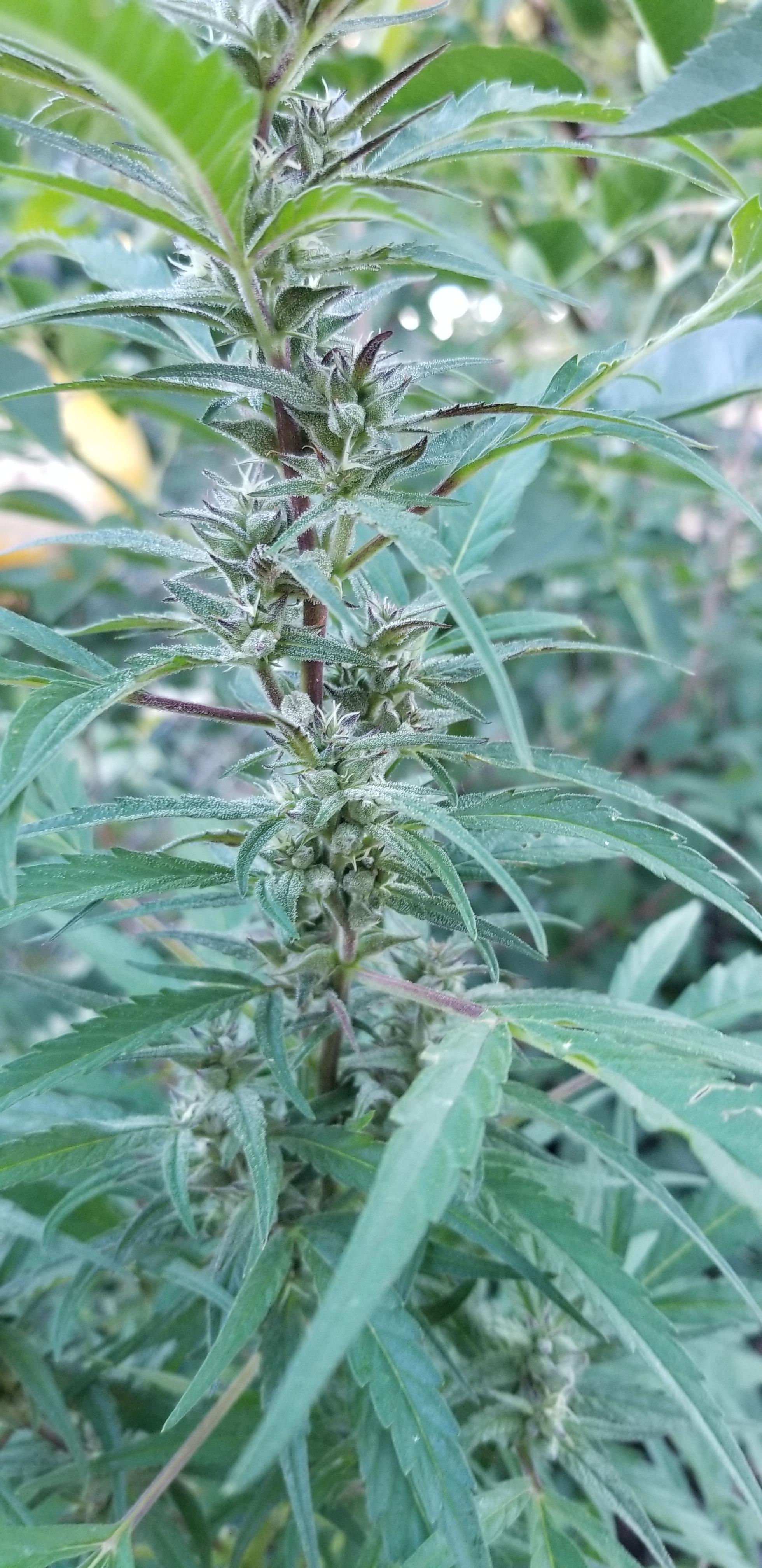 BaOx strain outdoor grown hemp | Scrolller